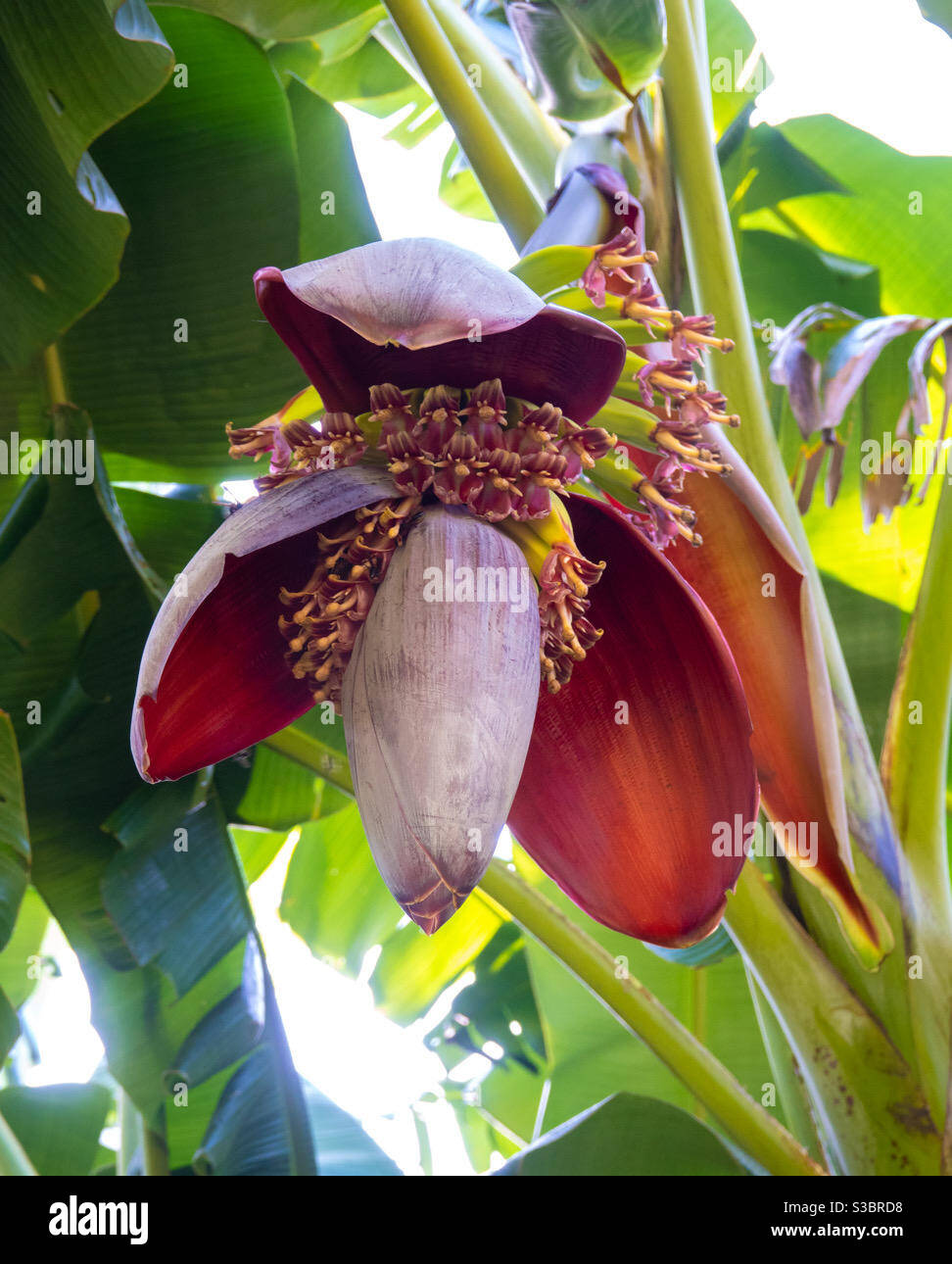 Banana tree bloom hi-res stock photography and images - Alamy