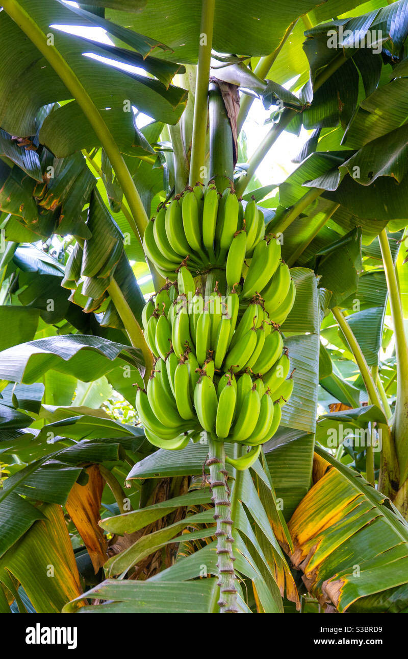 Banana palm hi-res stock photography and images - Alamy
