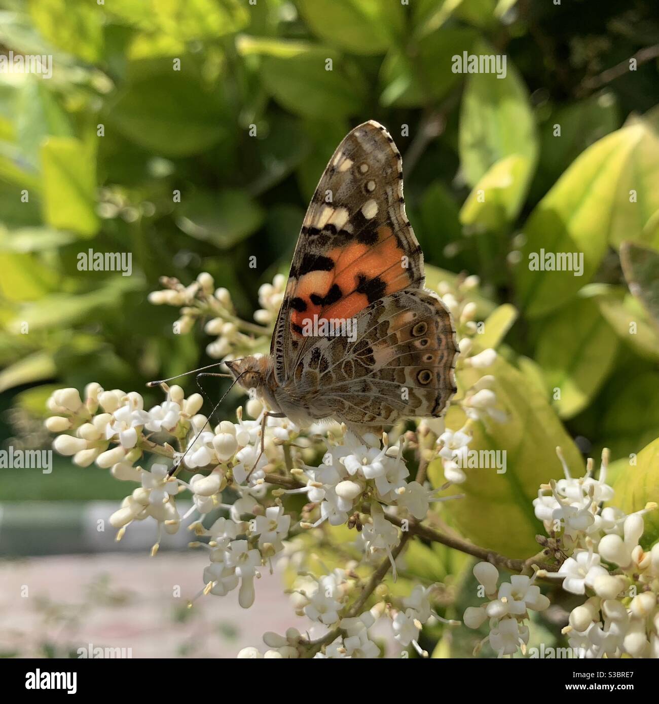 Butterfly lovers hi-res stock photography and images - Alamy