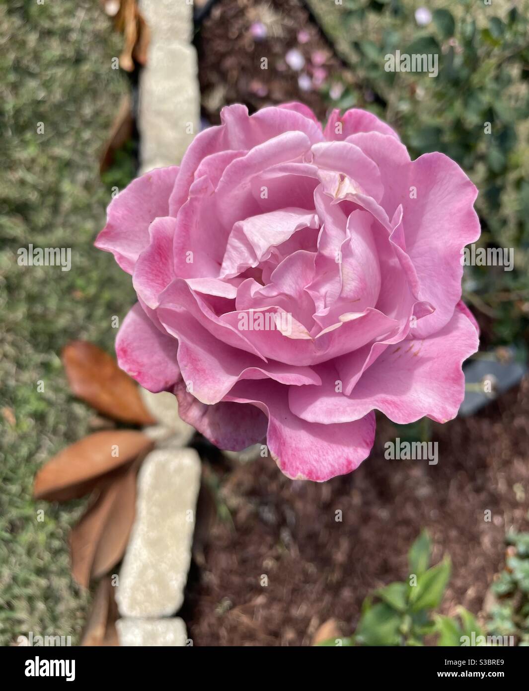 Large pink rose Stock Photo - Alamy