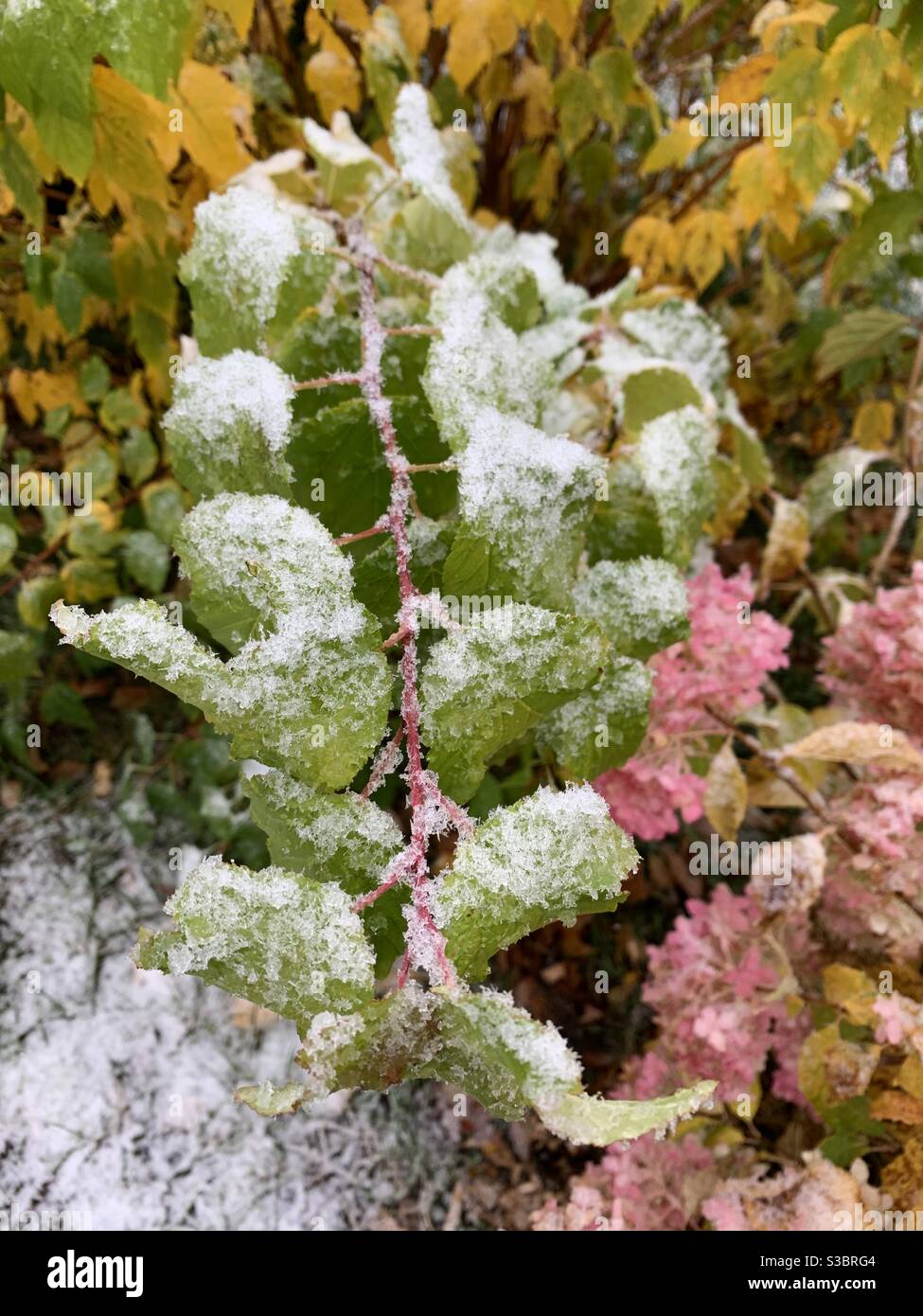 Frost flowers hi-res stock photography and images - Alamy