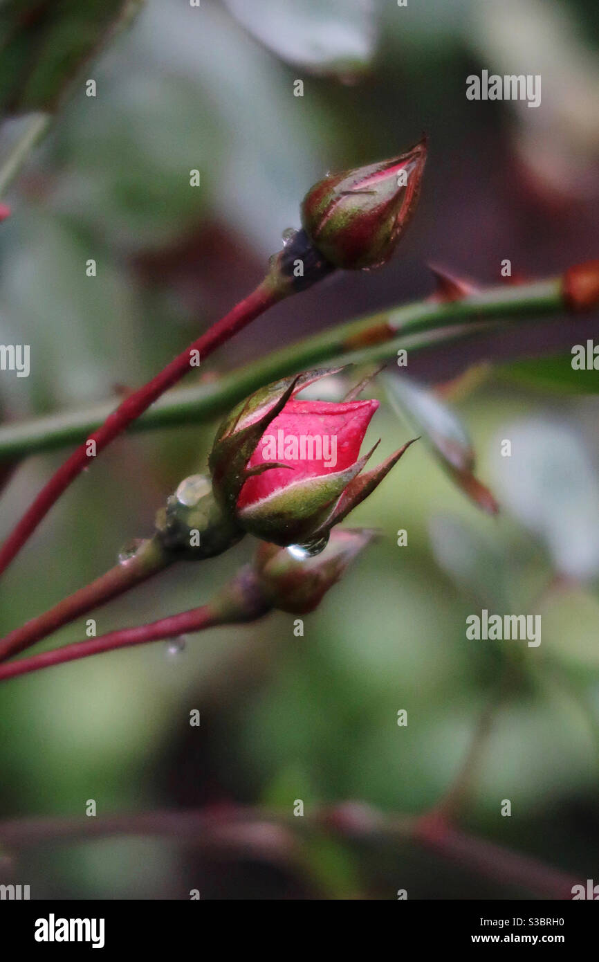 Closeup of red rose bud Stock Photo - Alamy