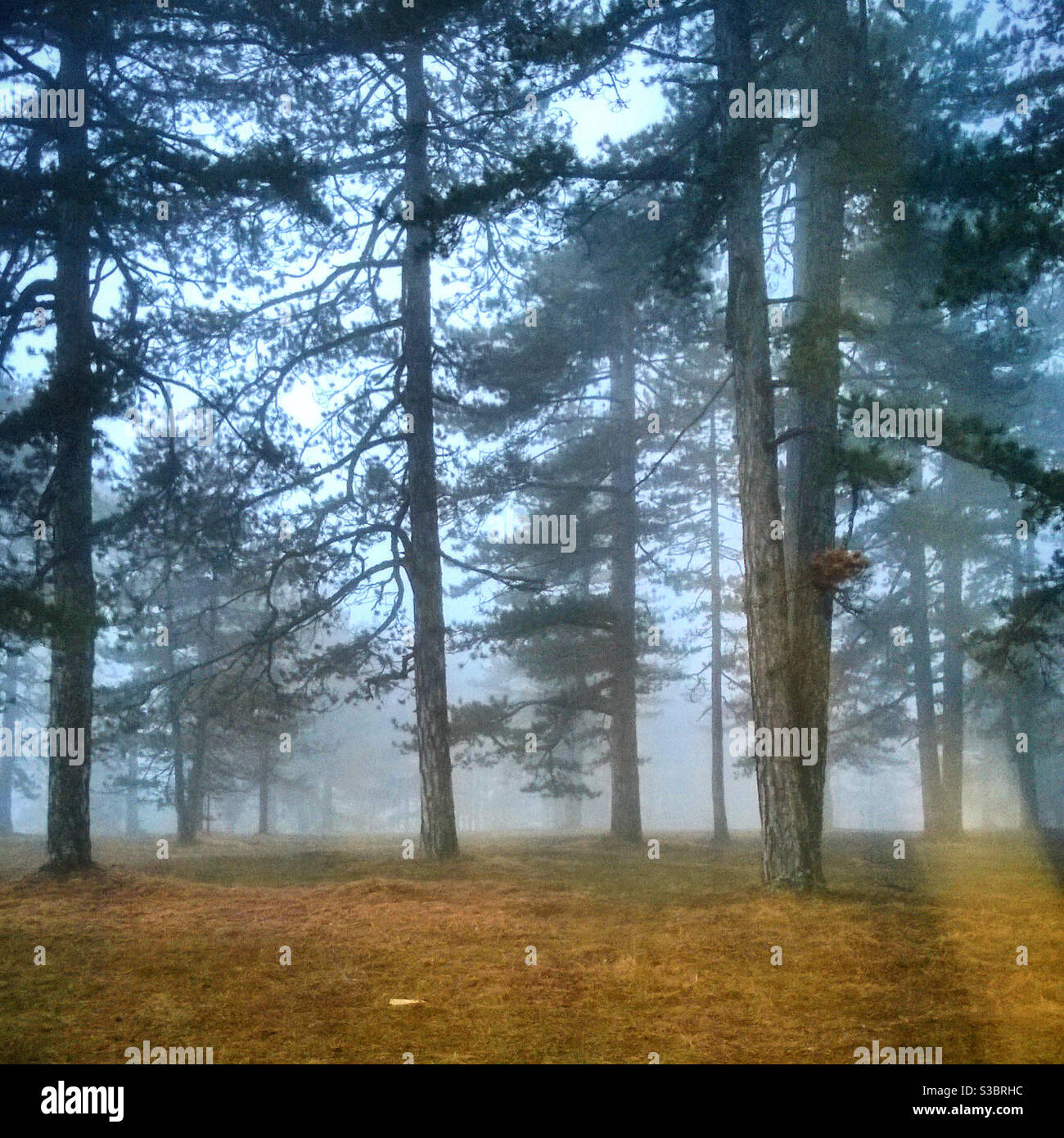 Mist walking hi-res stock photography and images - Alamy
