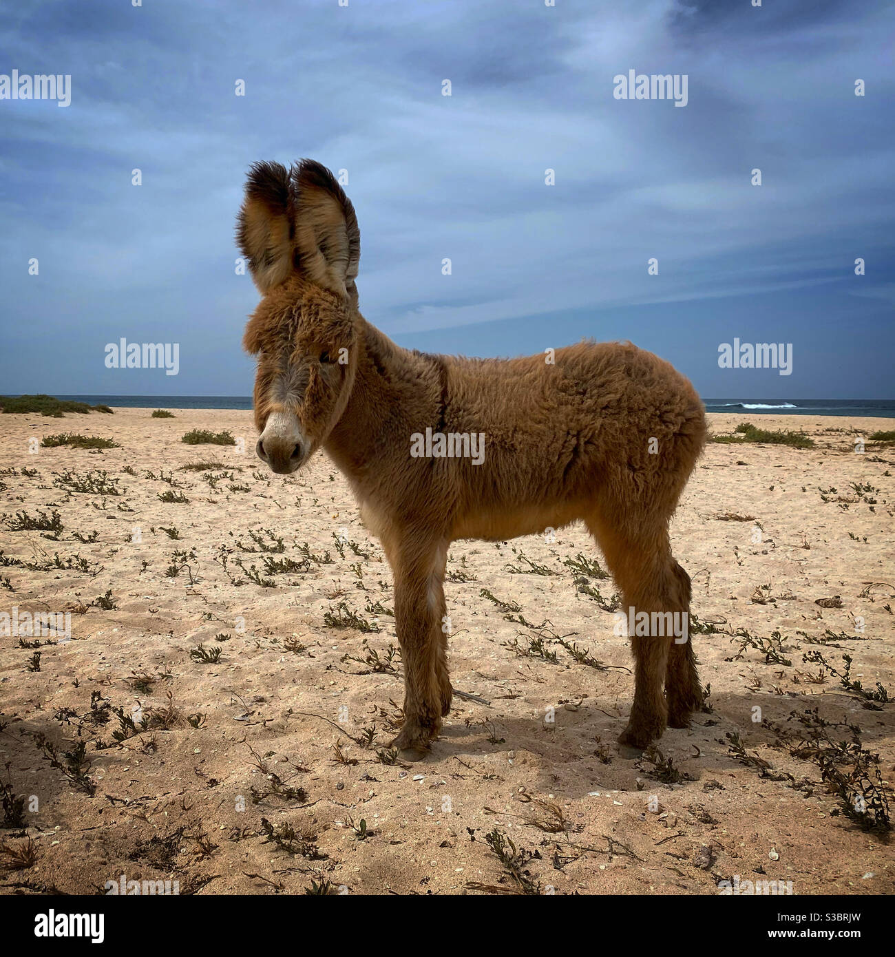 Pretty donkey foal hi-res stock photography and images - Alamy