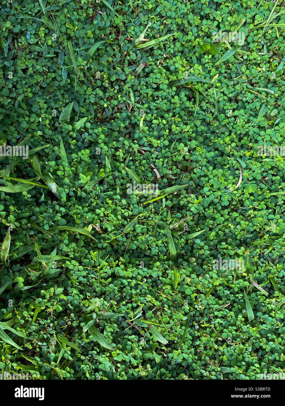 Ground covers hi-res stock photography and images - Alamy