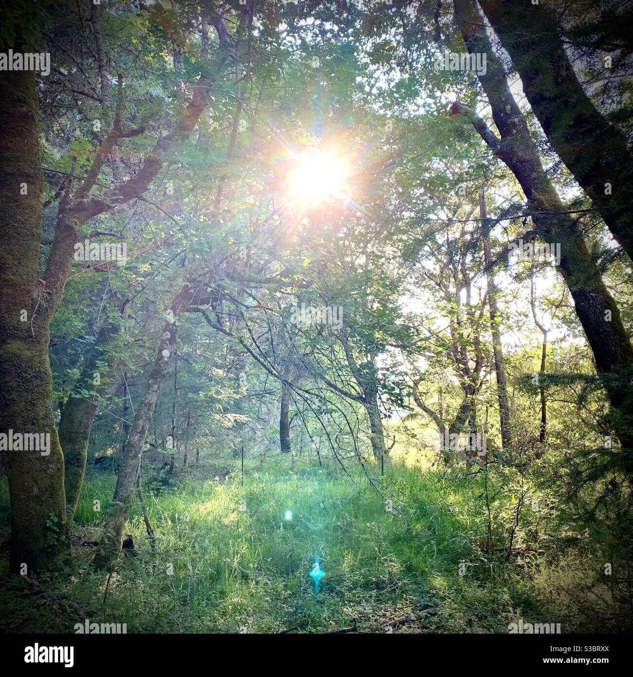 Sunlight through redwood trees in hi-res stock photography and images ...