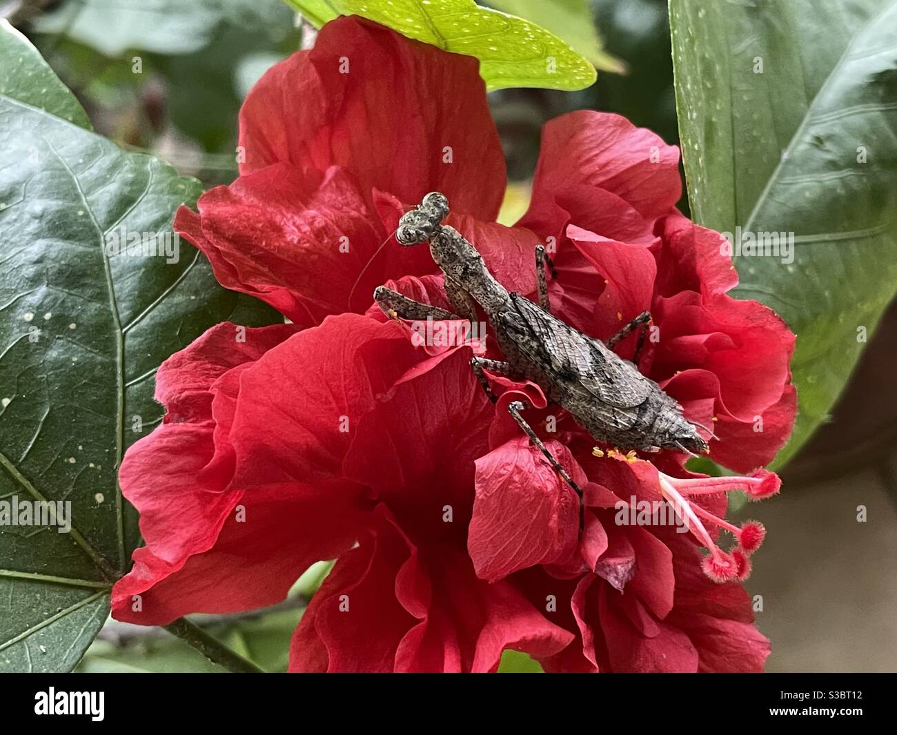 Bark praying mantis on a red hibiscus flower Stock Photo - Alamy