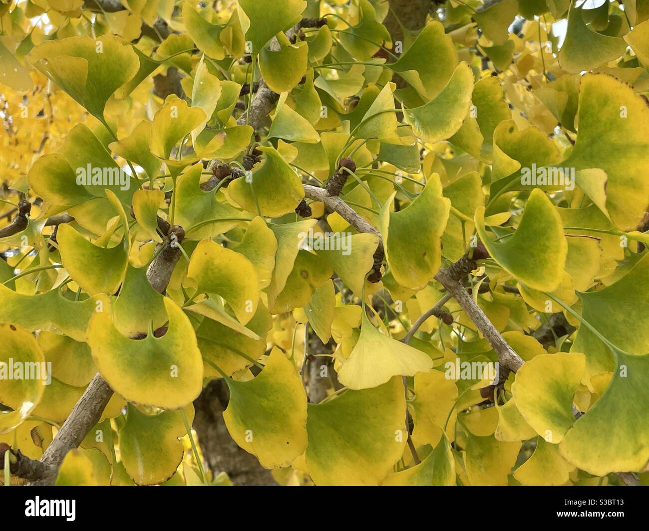 Fall leaves of a ginkgo tree Stock Photo - Alamy