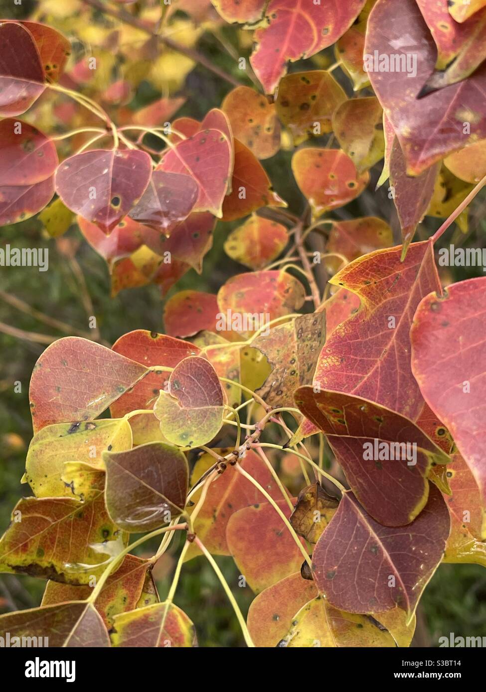 Autumn leaves of a Chinese tallow tree Stock Photo - Alamy