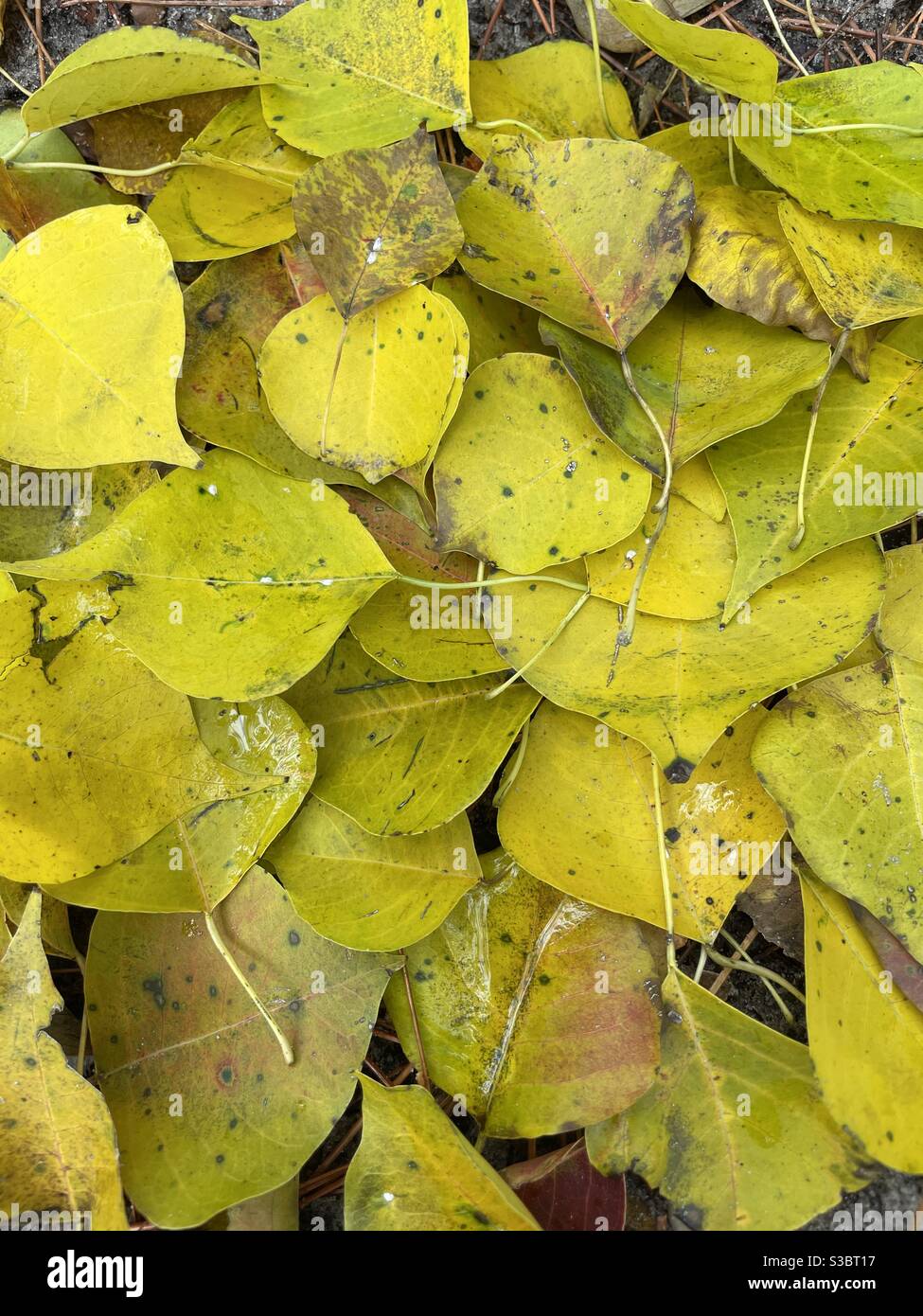 Full background of yellow fall leaves on forest floor Stock Photo - Alamy
