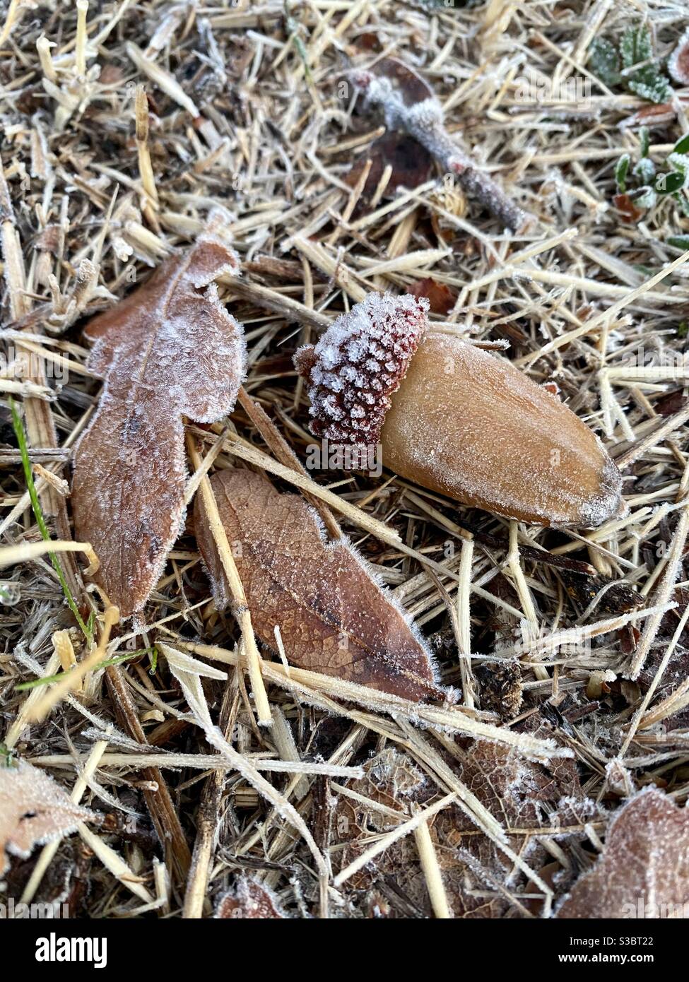 Acorn forest floor hi-res stock photography and images - Alamy