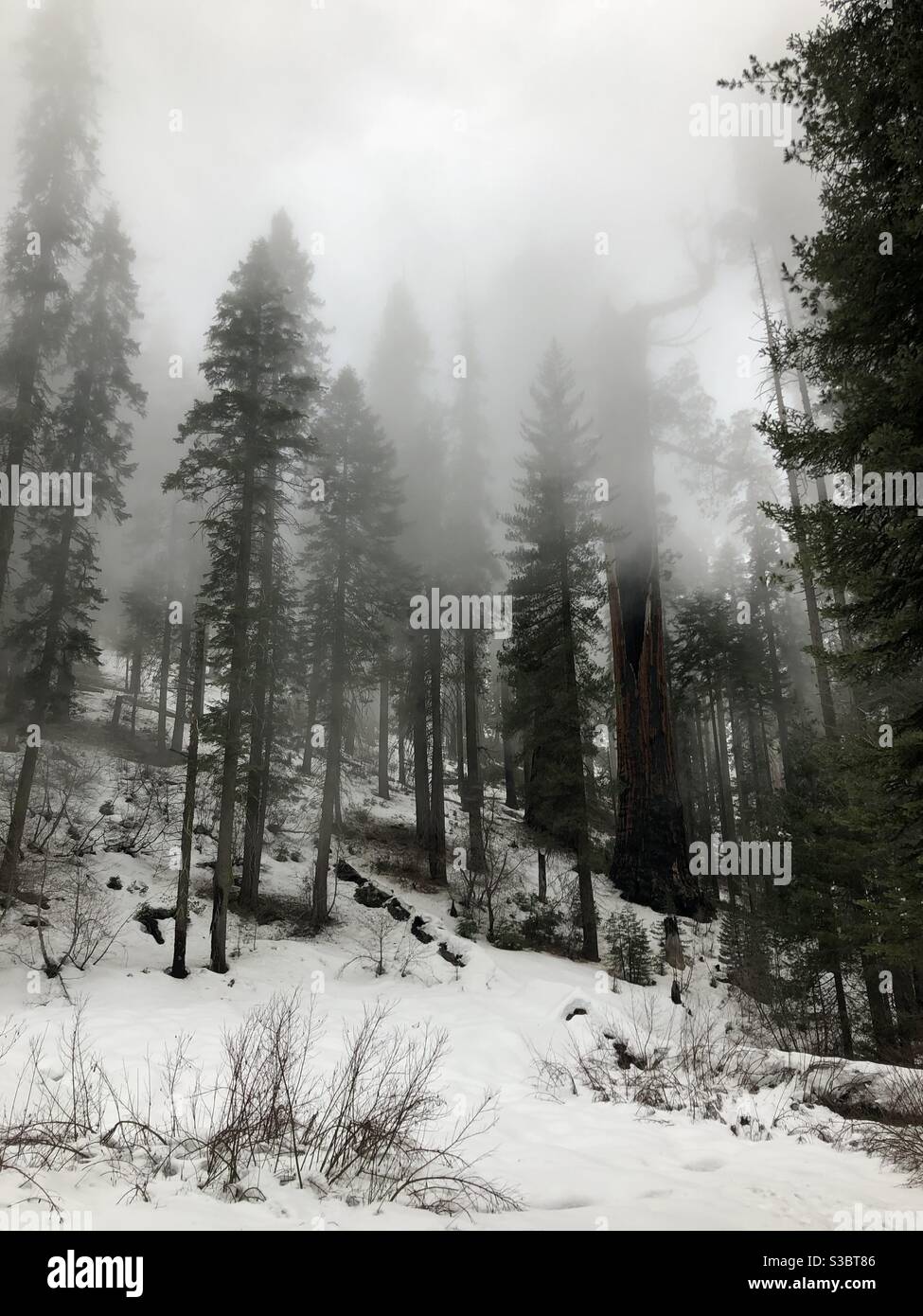 Grove in sequoia national park hi-res stock photography and images - Alamy