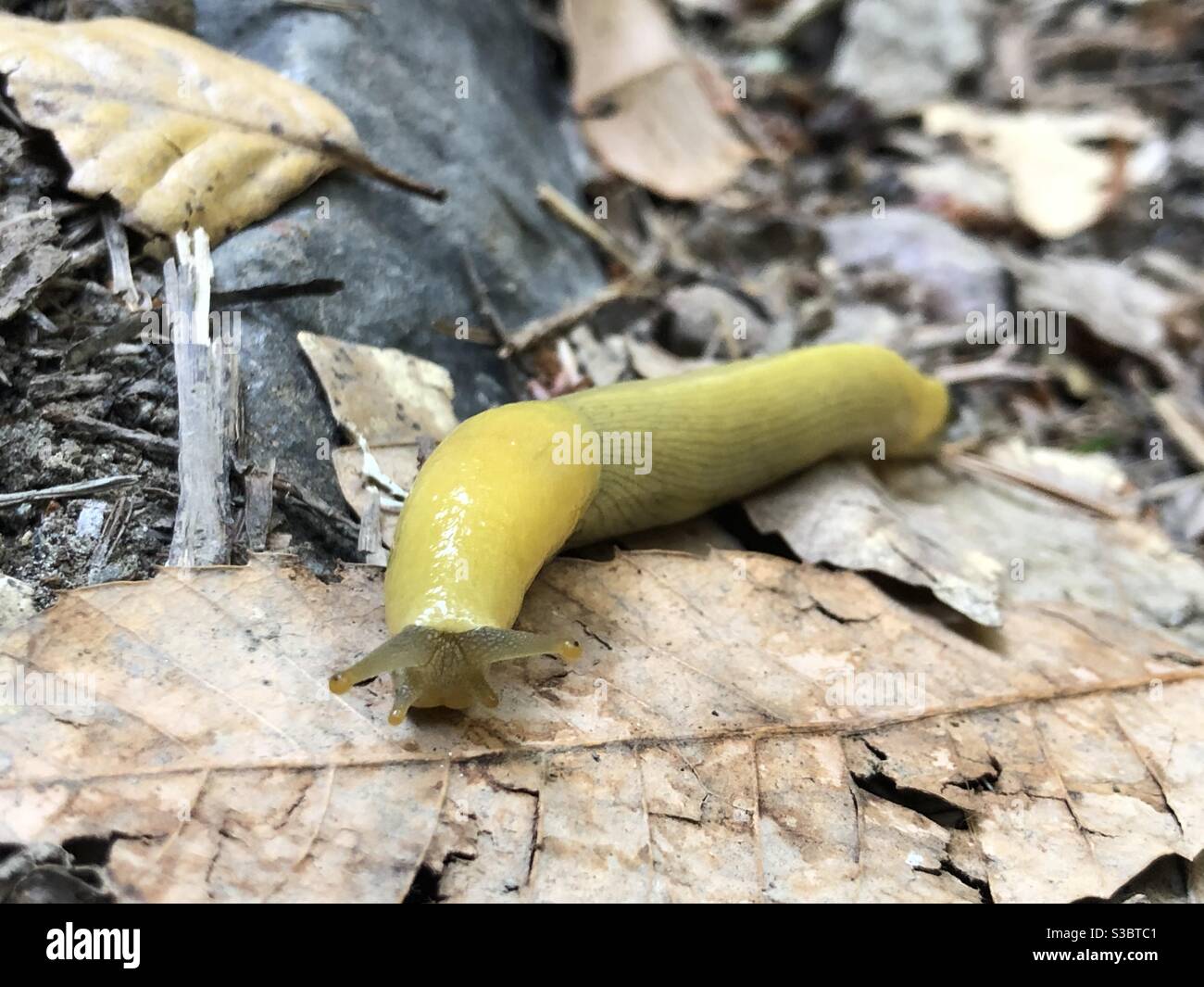 Slug trail hi-res stock photography and images - Alamy