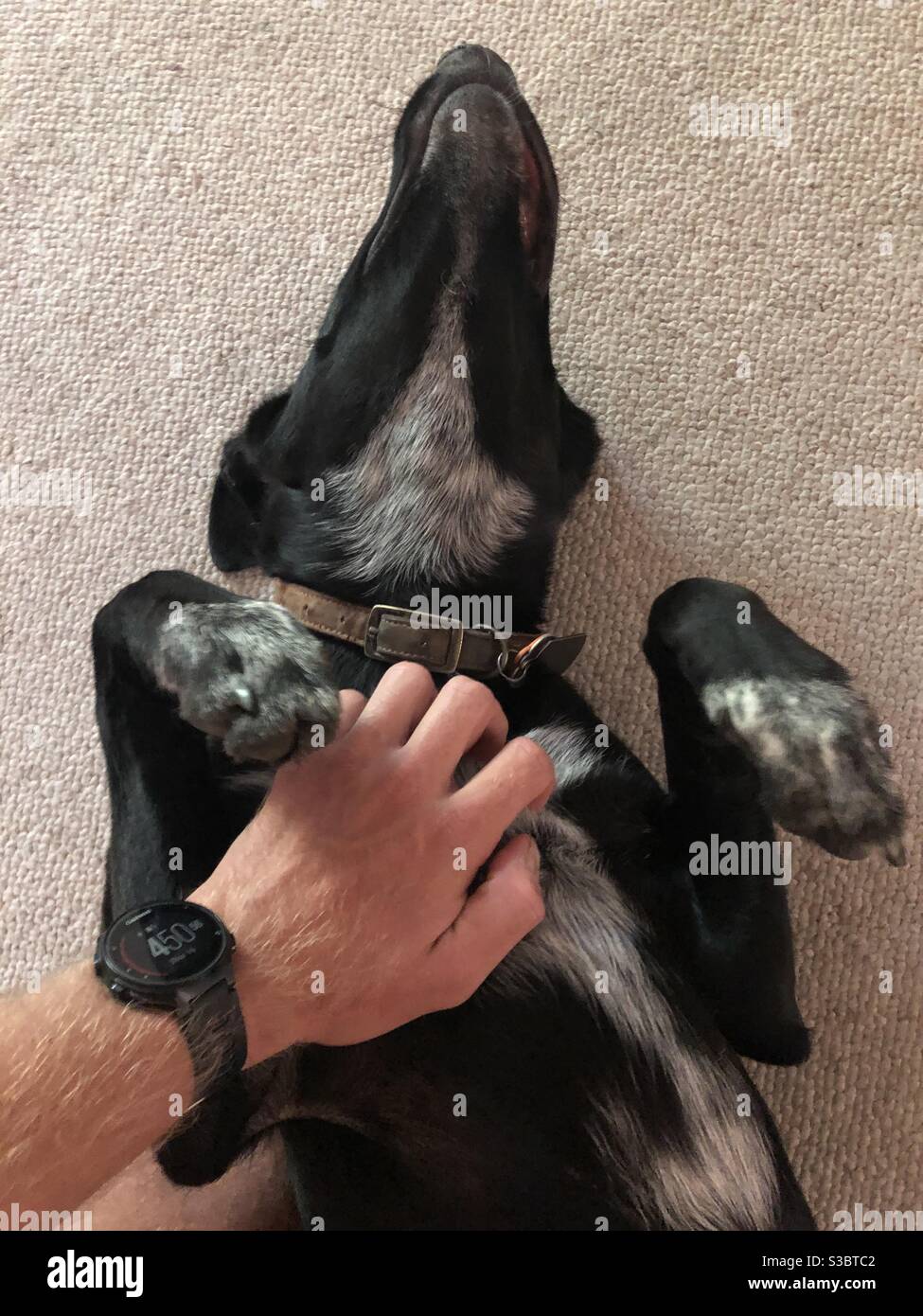 Dog belly hi-res stock photography and images - Alamy