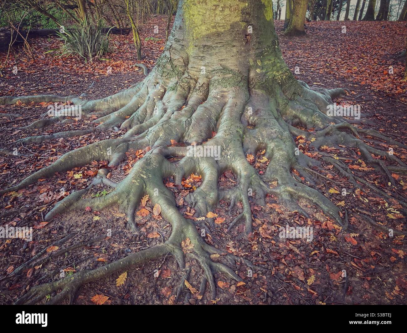Winding tree roots above the woodland floor with autumn leaves Stock ...