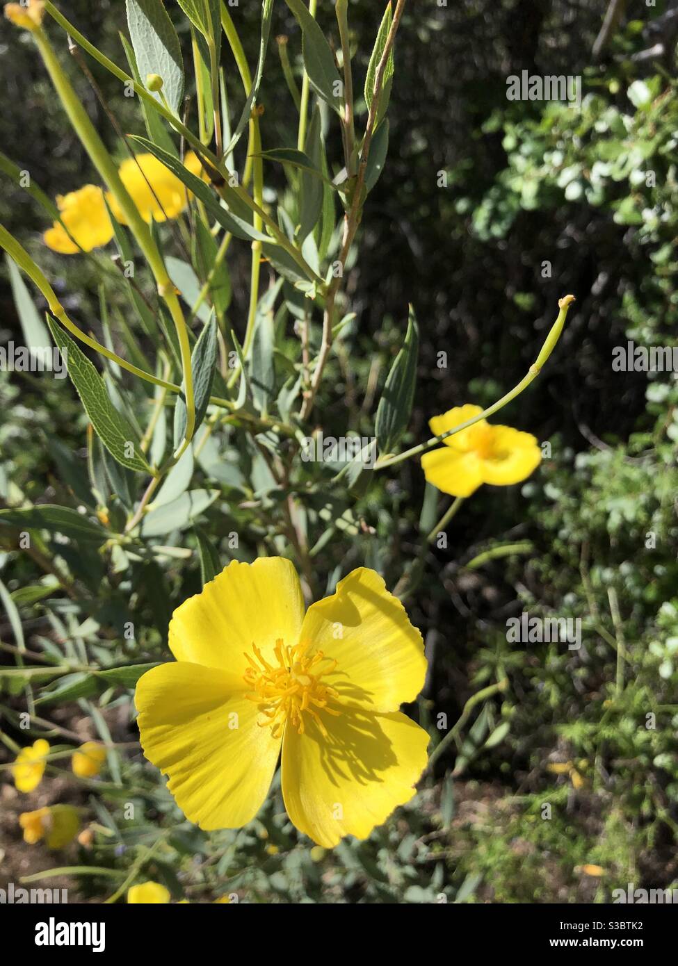 Native california plants hi-res stock photography and images - Alamy