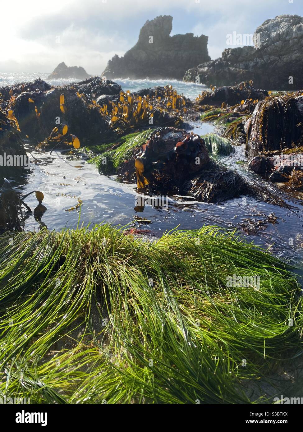 Surf grass hi-res stock photography and images - Alamy