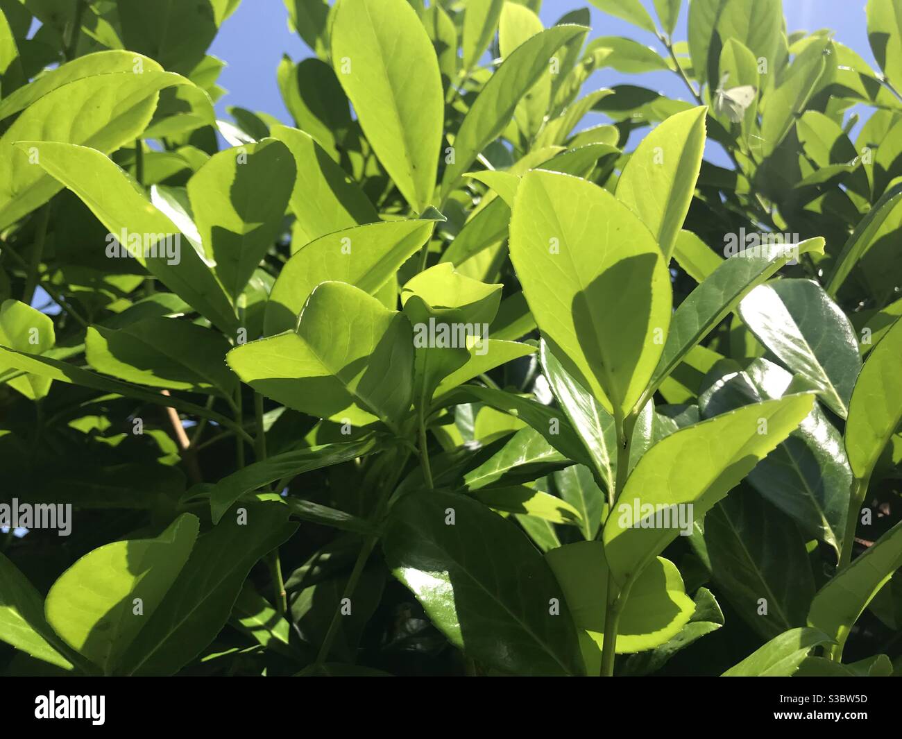 Branches of a bush with green leaves - closeup Stock Photo - Alamy