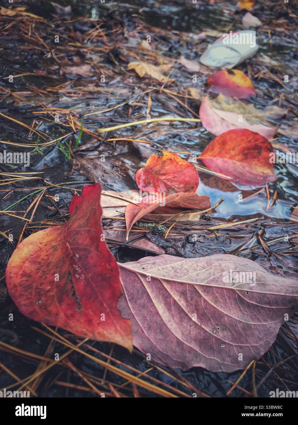 Fall leaves in a puddle Stock Photo - Alamy