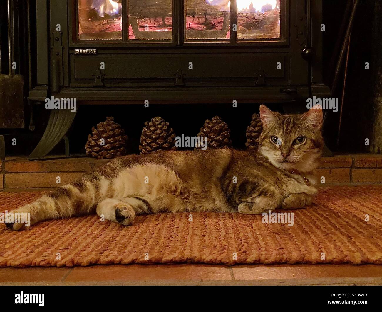 Cat in front fireplace hi-res stock photography and images - Alamy