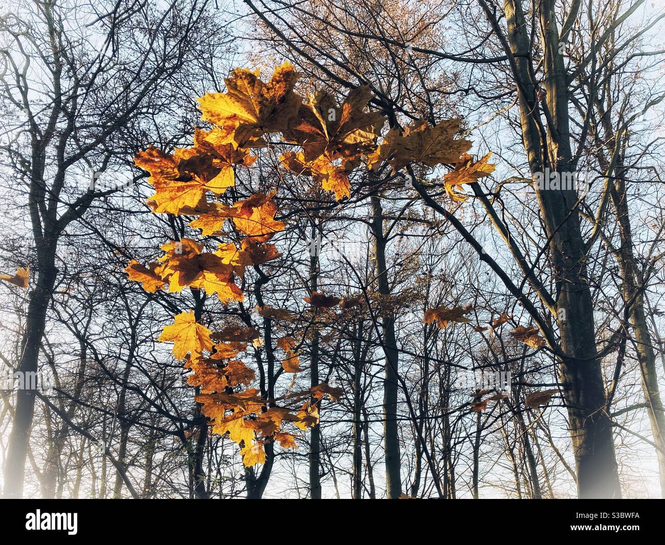 Tree Few Leaves High Resolution Stock Photography and Images - Alamy
