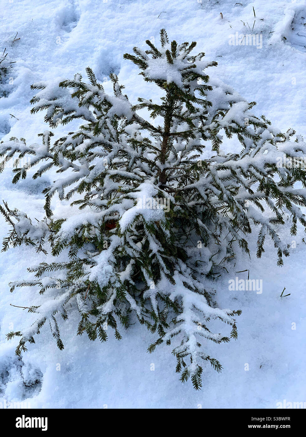 Small spruce tree covered with snow Stock Photo - Alamy