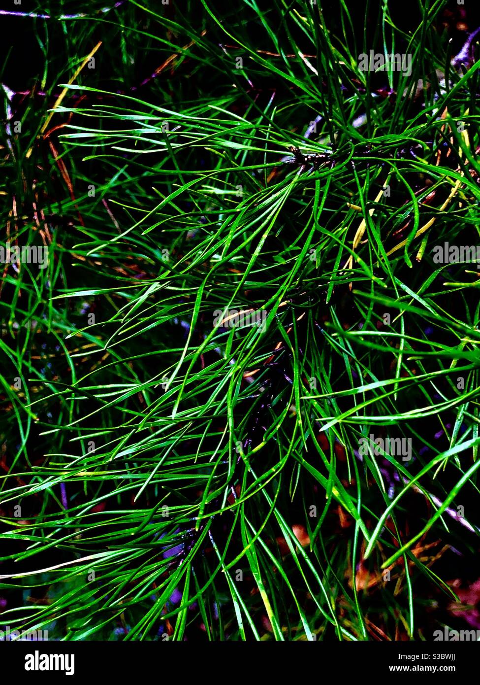 Closeup pine hi-res stock photography and images - Alamy