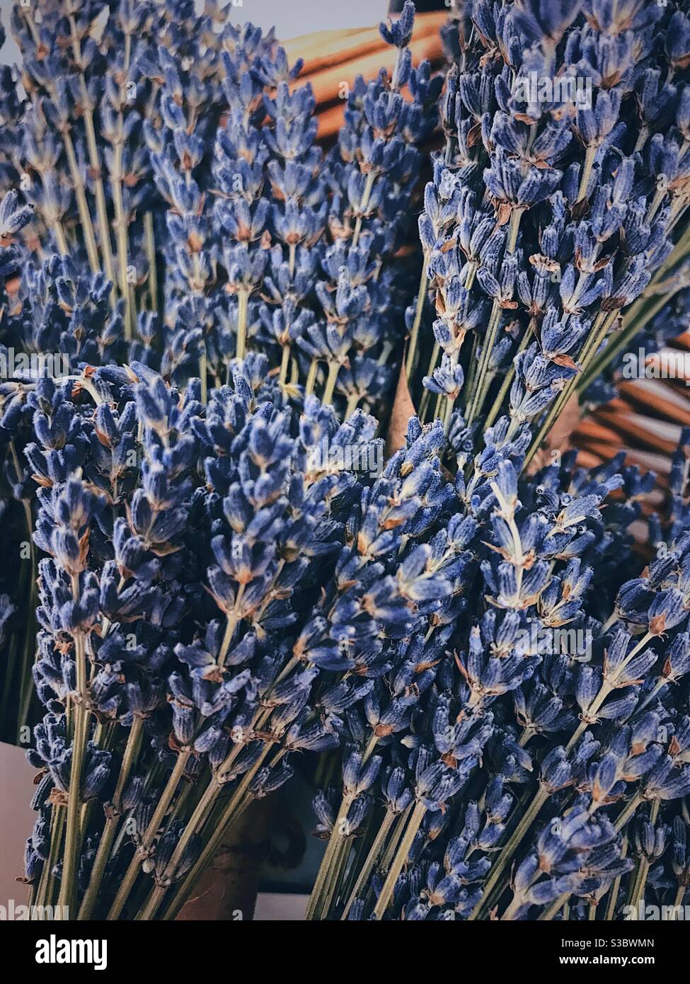 Cut lavender hi-res stock photography and images - Alamy
