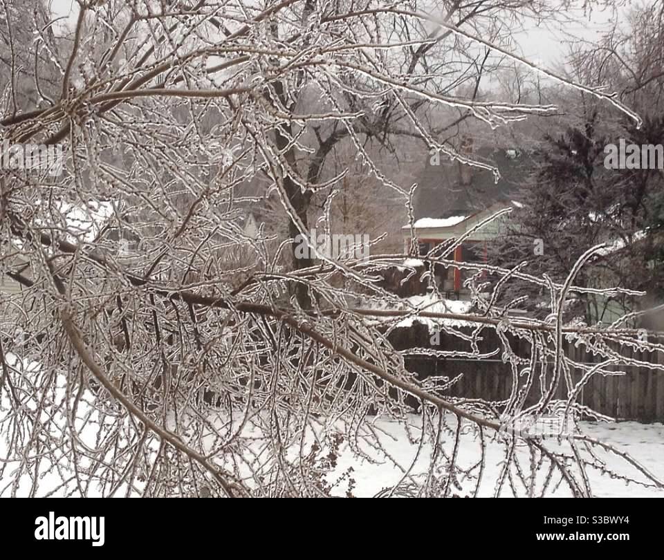 Ice storm on trees Stock Photo - Alamy