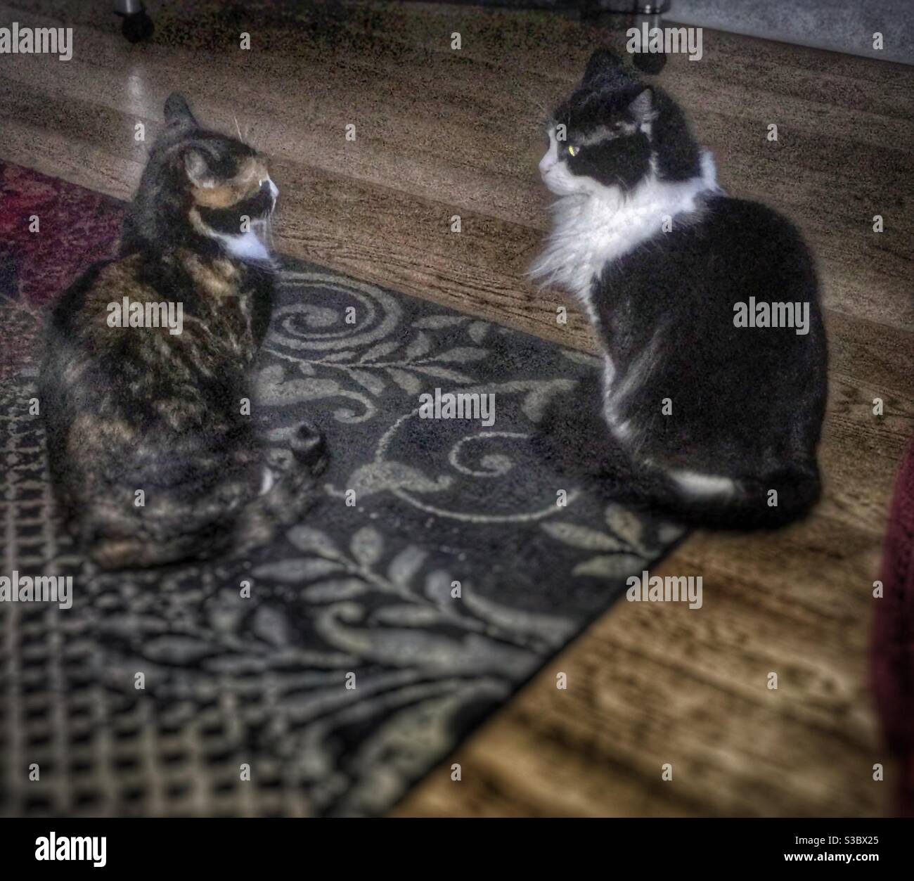 Who You Looking At, Cats Stock Photo - Alamy