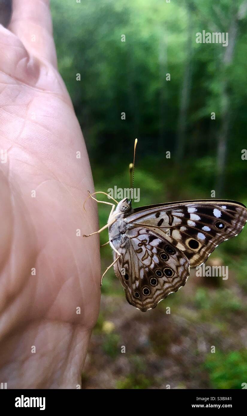 Insect encounter hi-res stock photography and images - Alamy