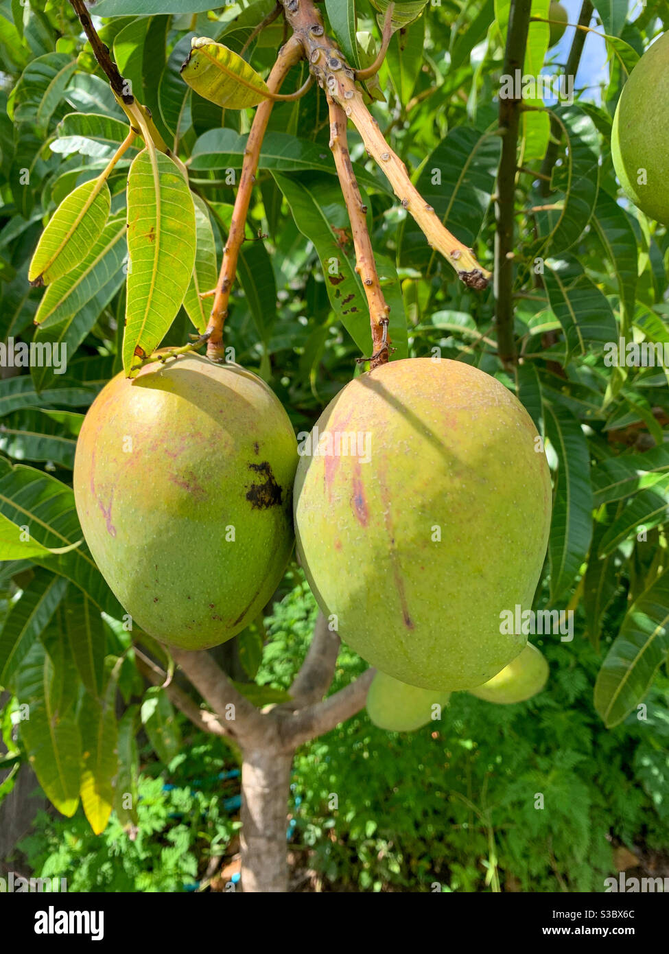 Mangoes in a tree hi-res stock photography and images - Alamy