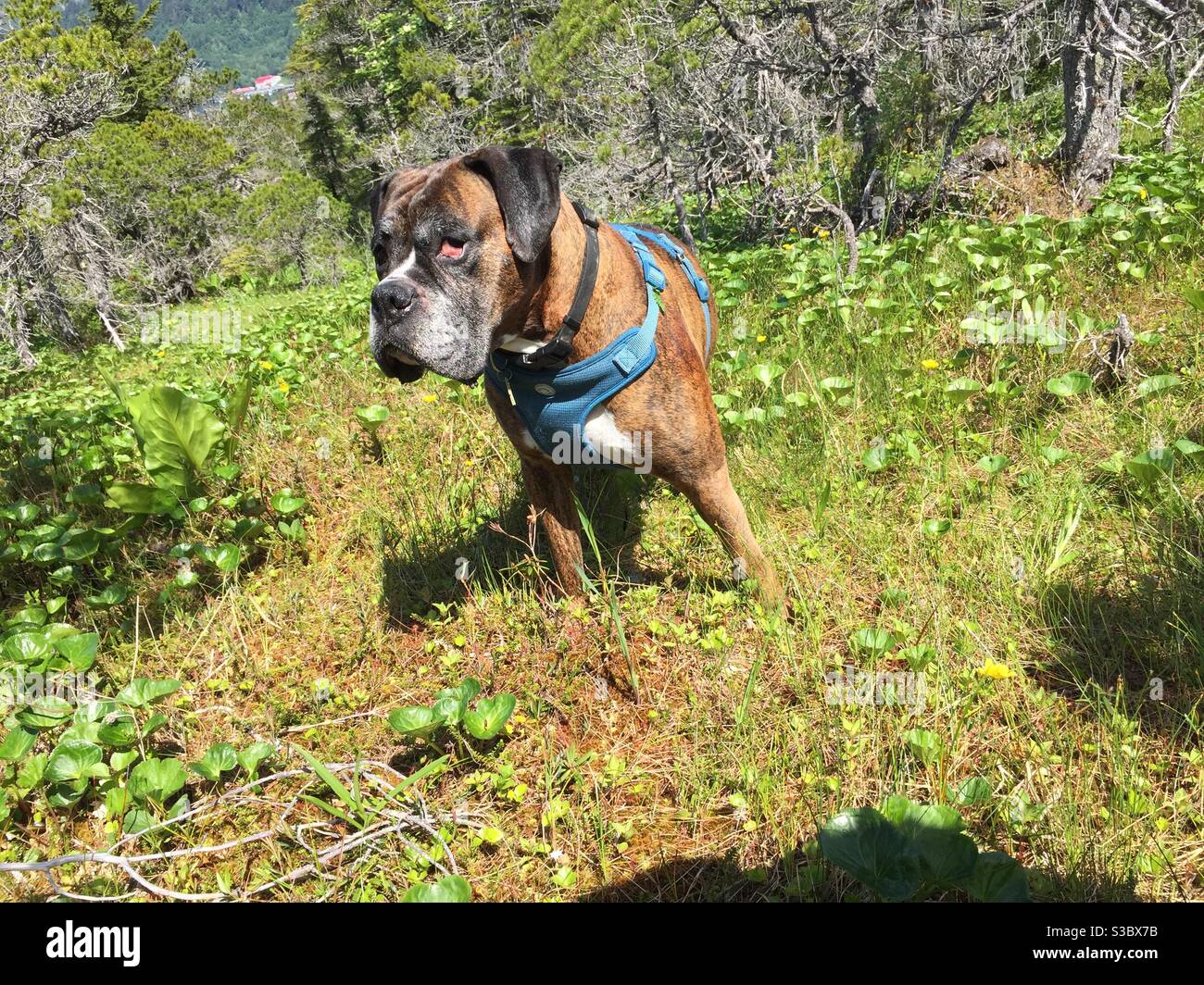 Boxer in the forest Stock Photo - Alamy