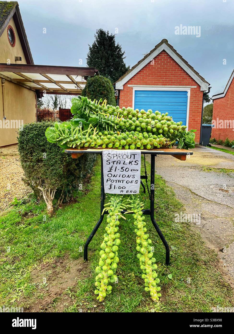 Sprout stalks sold at the roadside Stock Photo - Alamy