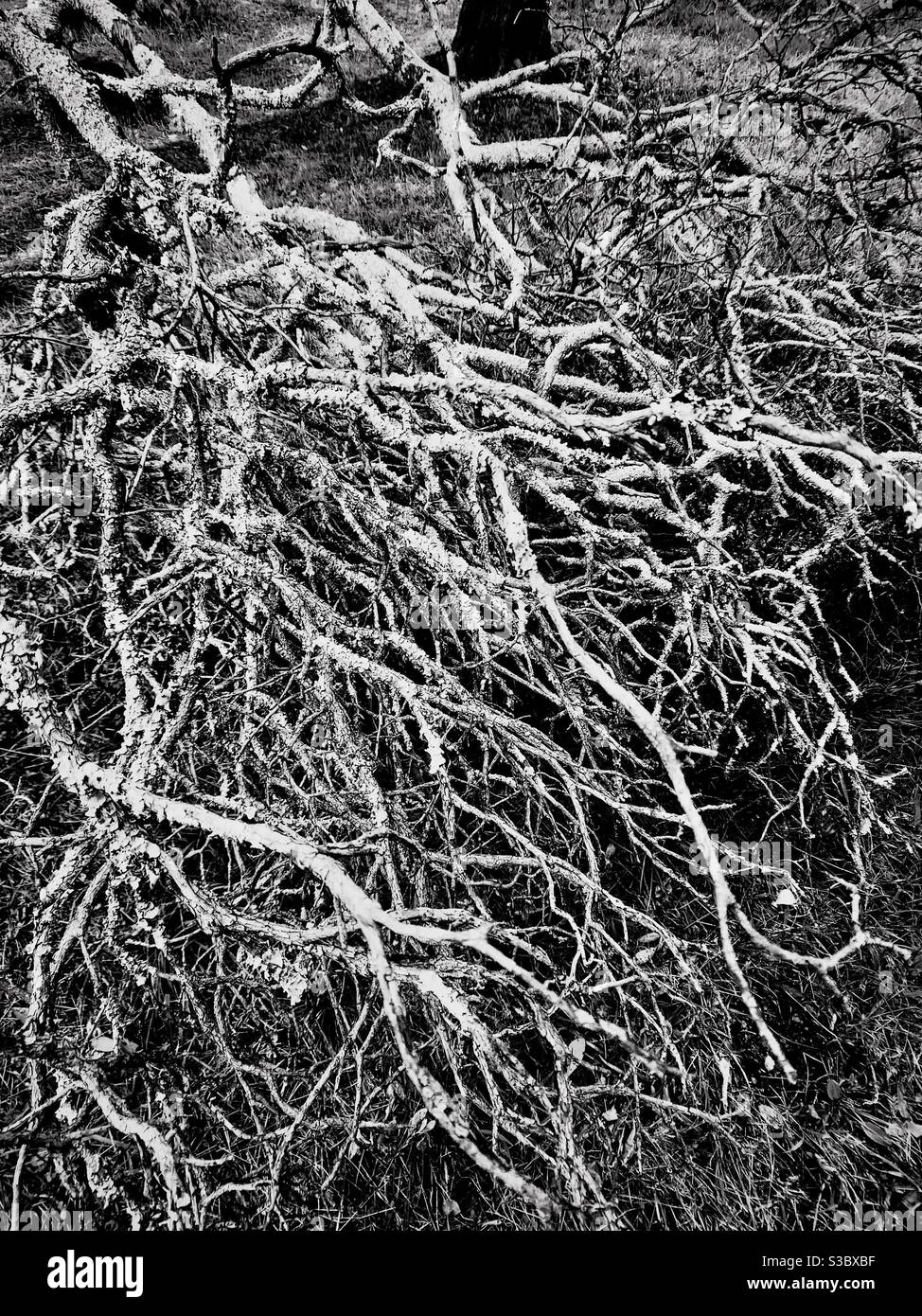 Oakland roots hi-res stock photography and images - Alamy