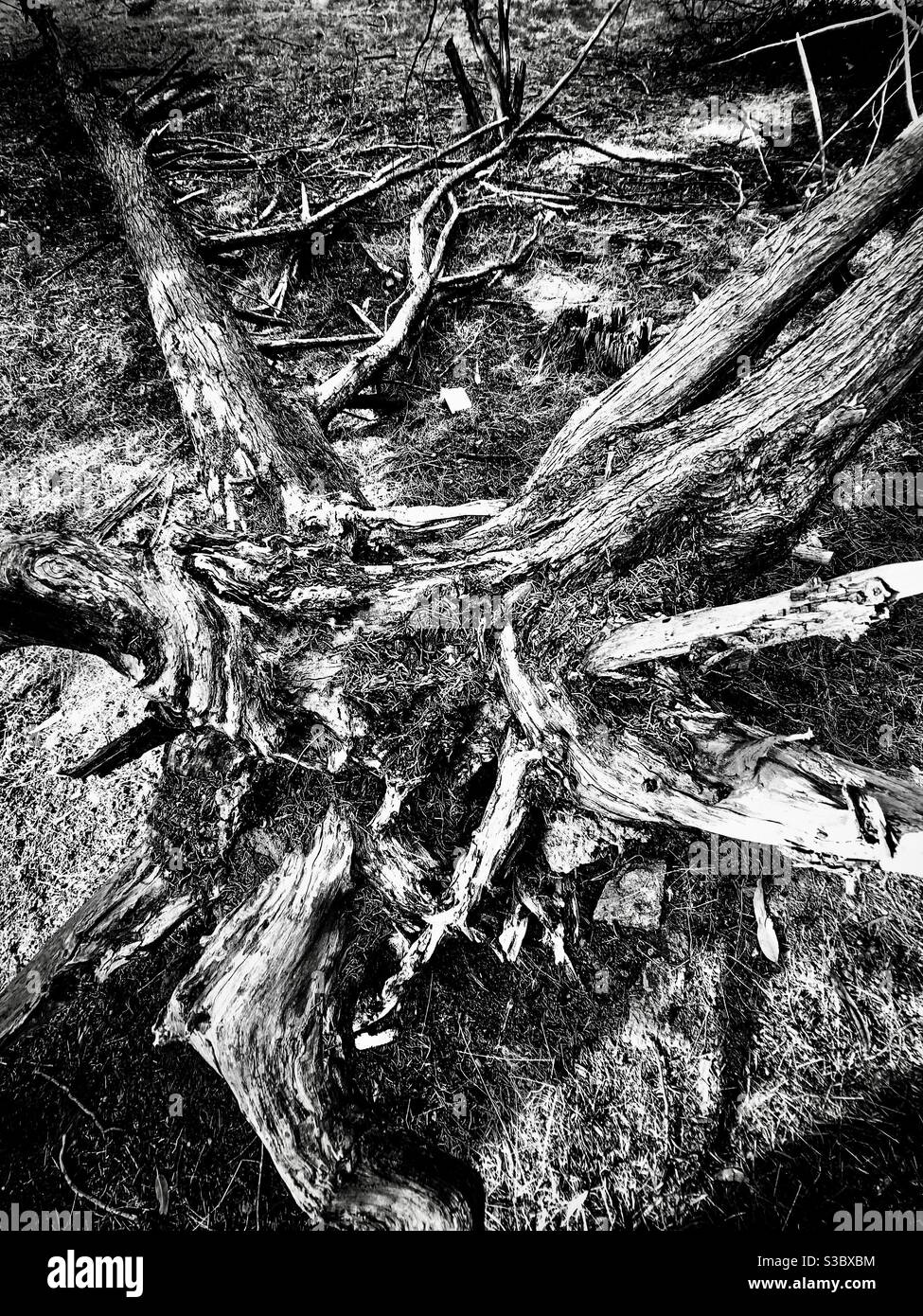 The branches of the withered tree in black and white Stock Photo - Alamy