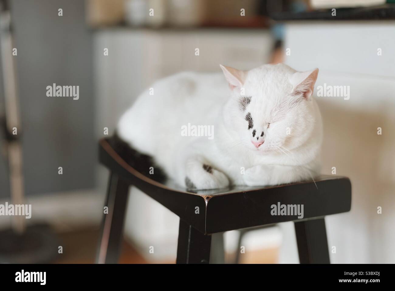 Pet stool hi-res stock photography and images - Alamy