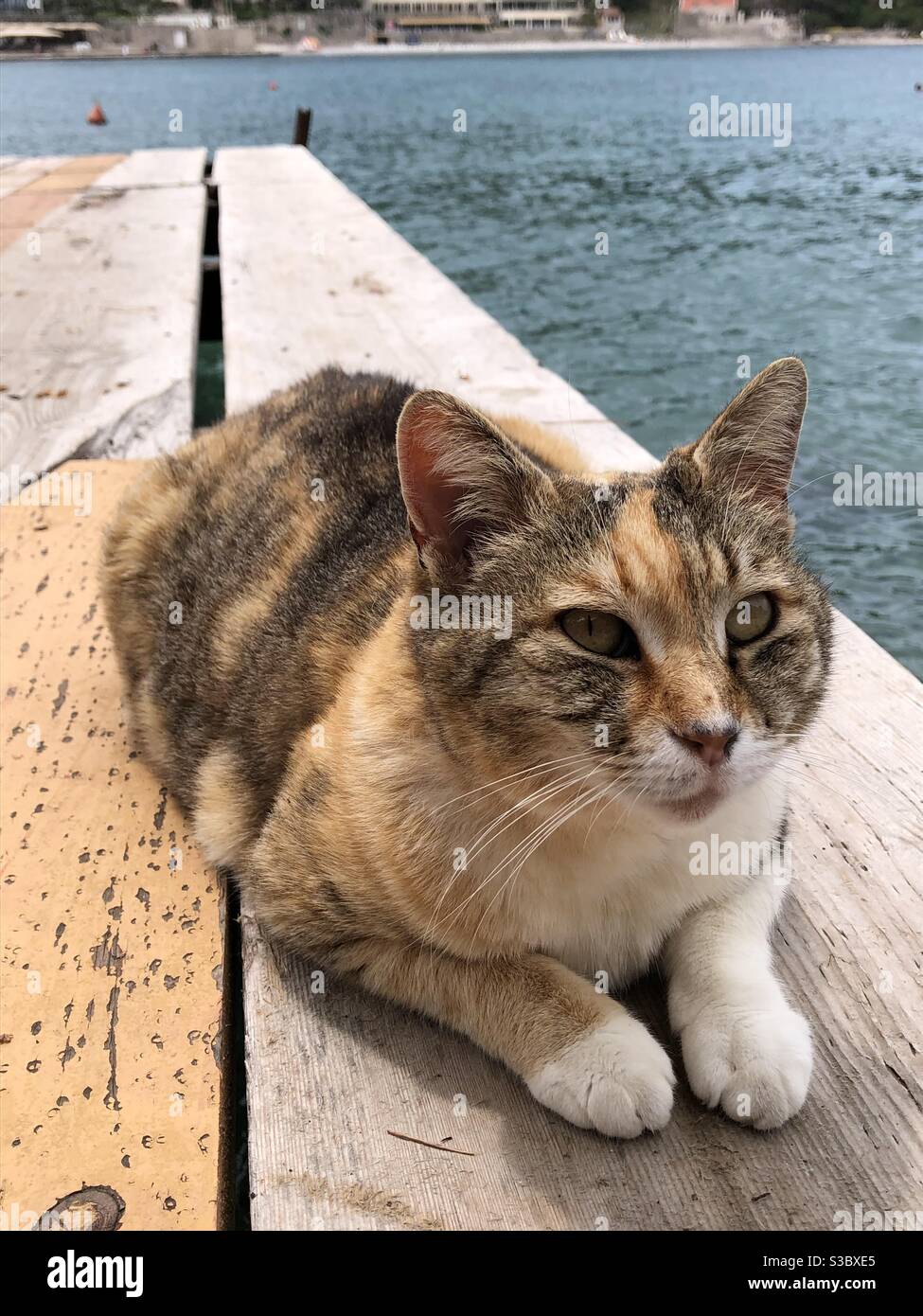 Cat on dock hi-res stock photography and images - Alamy