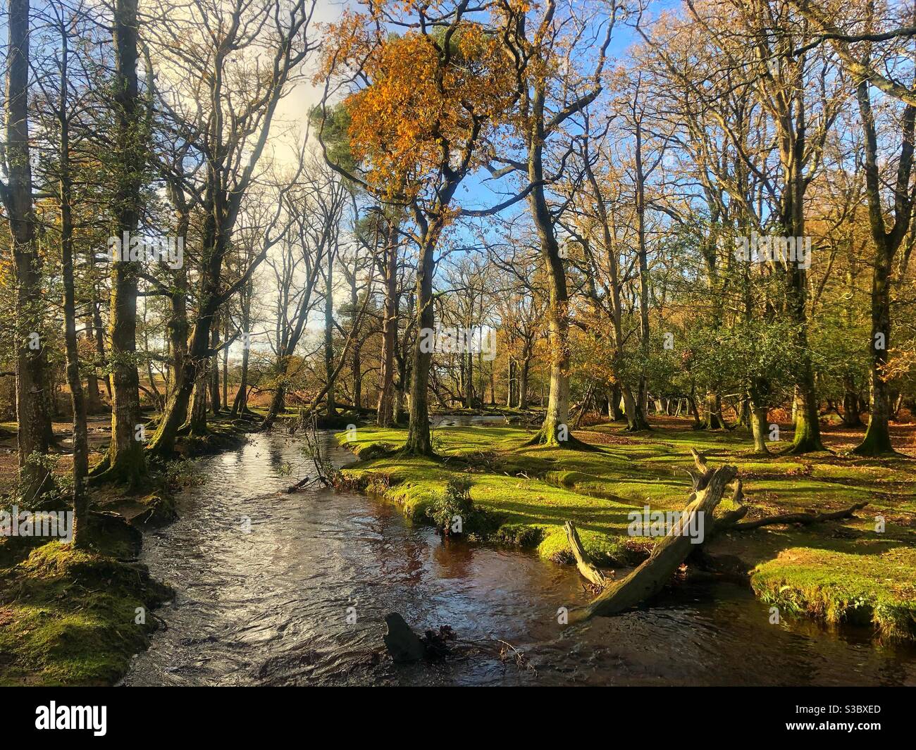 Newforest water park hi-res stock photography and images - Alamy
