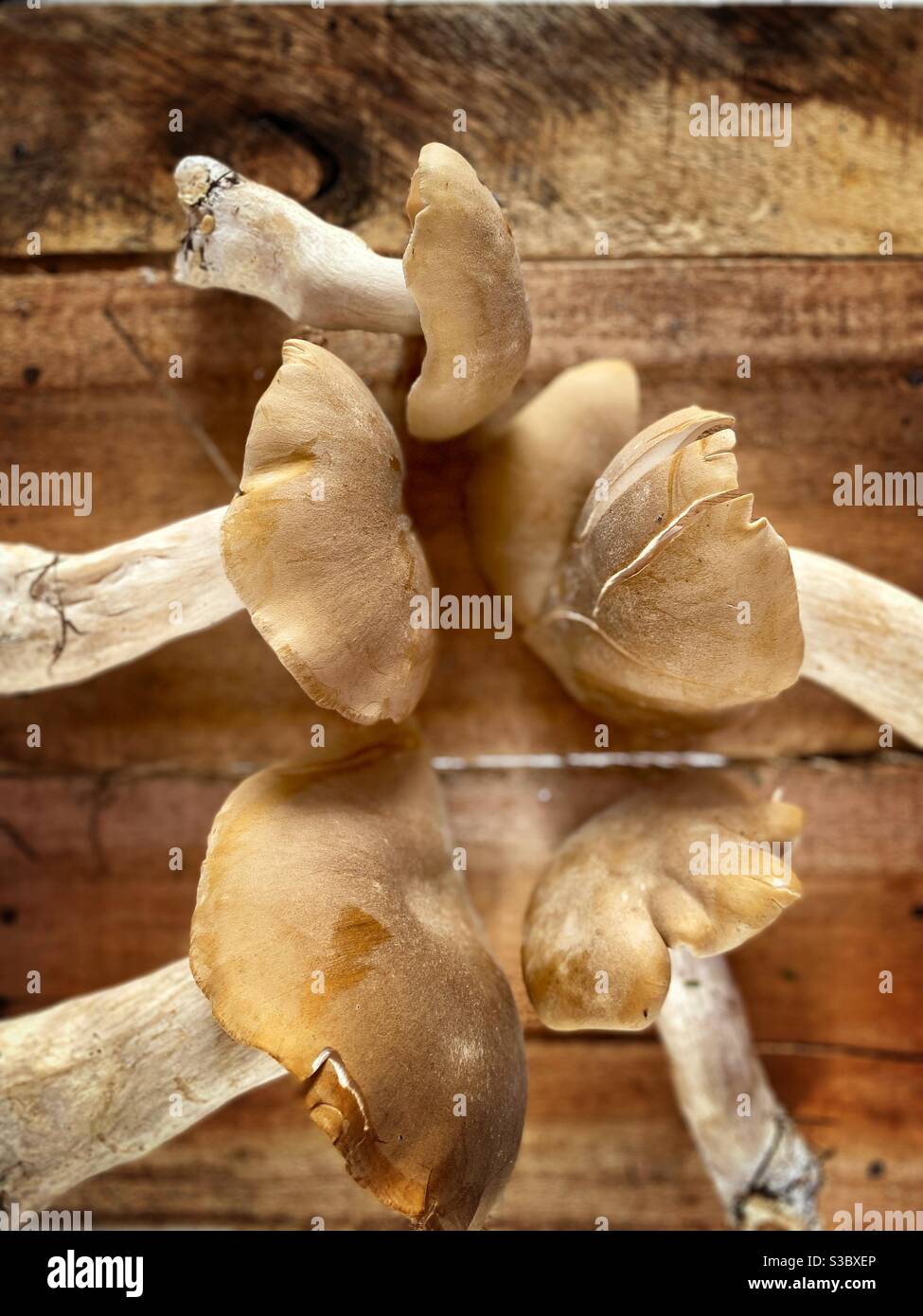Thunder plant hi-res stock photography and images - Alamy