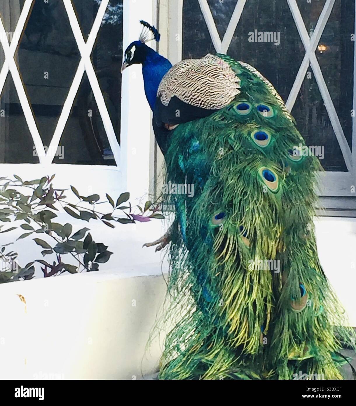 Peacock windows hi-res stock photography and images - Alamy