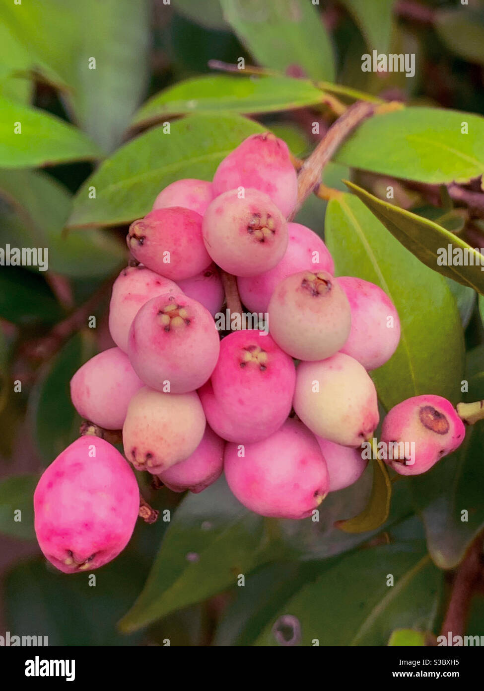 Lilly Pilly Garden High Resolution Stock Photography and Images - Alamy