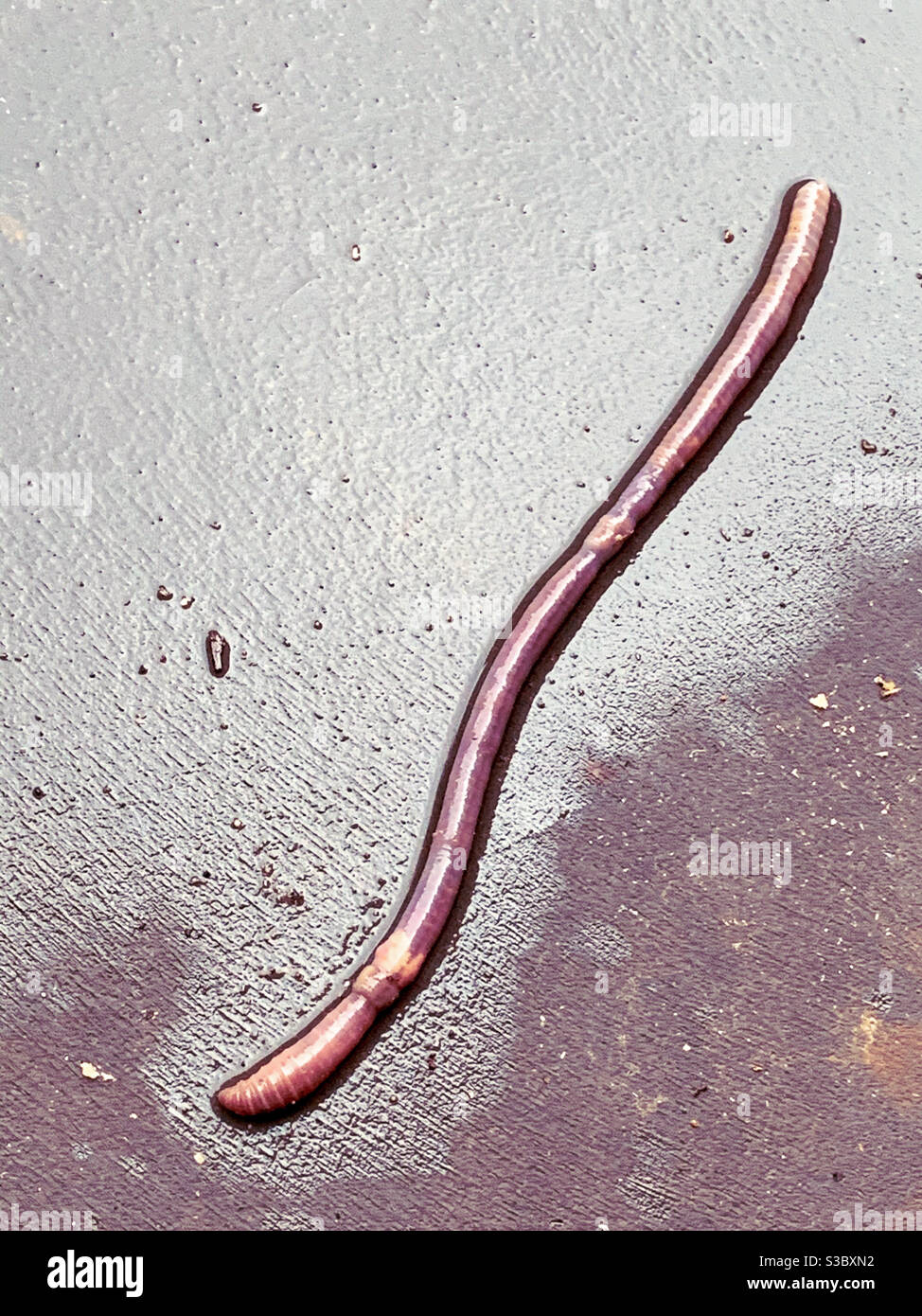 Worm and long hi-res stock photography and images - Alamy