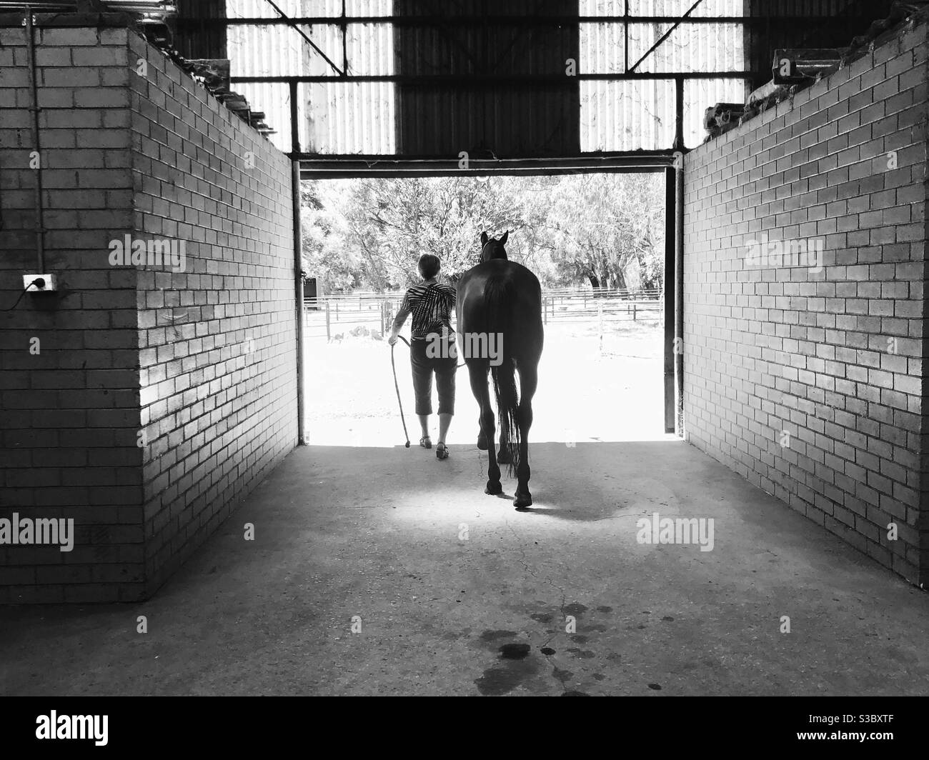 Woman leading a horse from the stables Stock Photo - Alamy