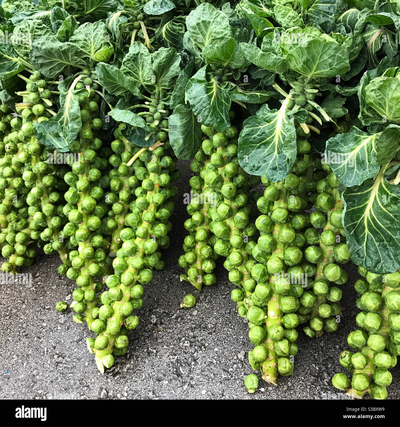 Brussels sprouts stalks ready for Christmas Stock Photo - Alamy