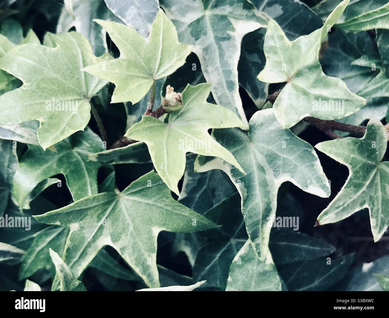 Closeup of hedera leaf hi-res stock photography and images - Alamy