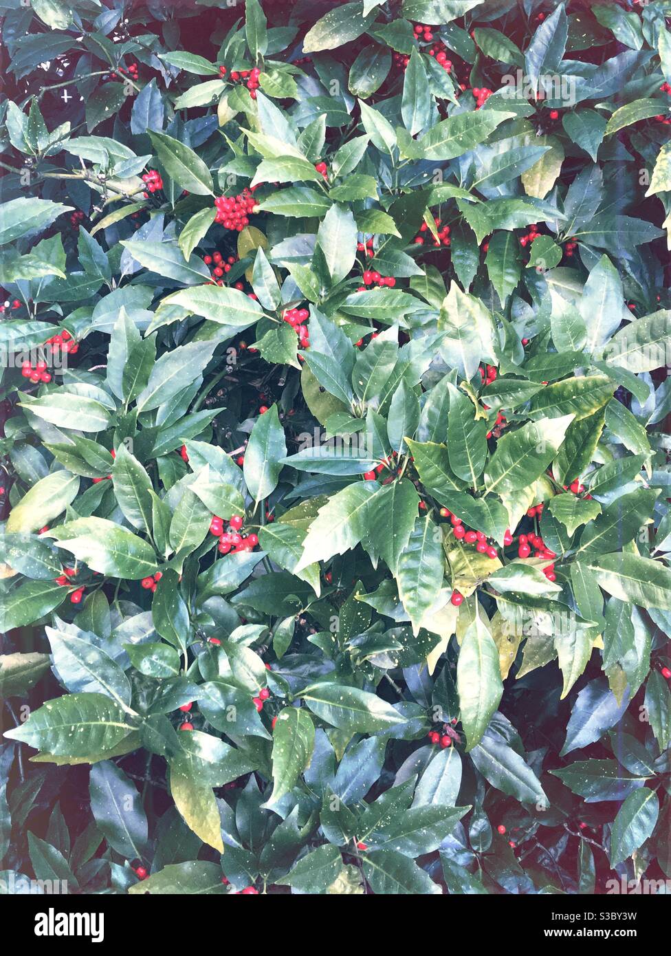 Shiny evergreen leaves hi-res stock photography and images - Alamy