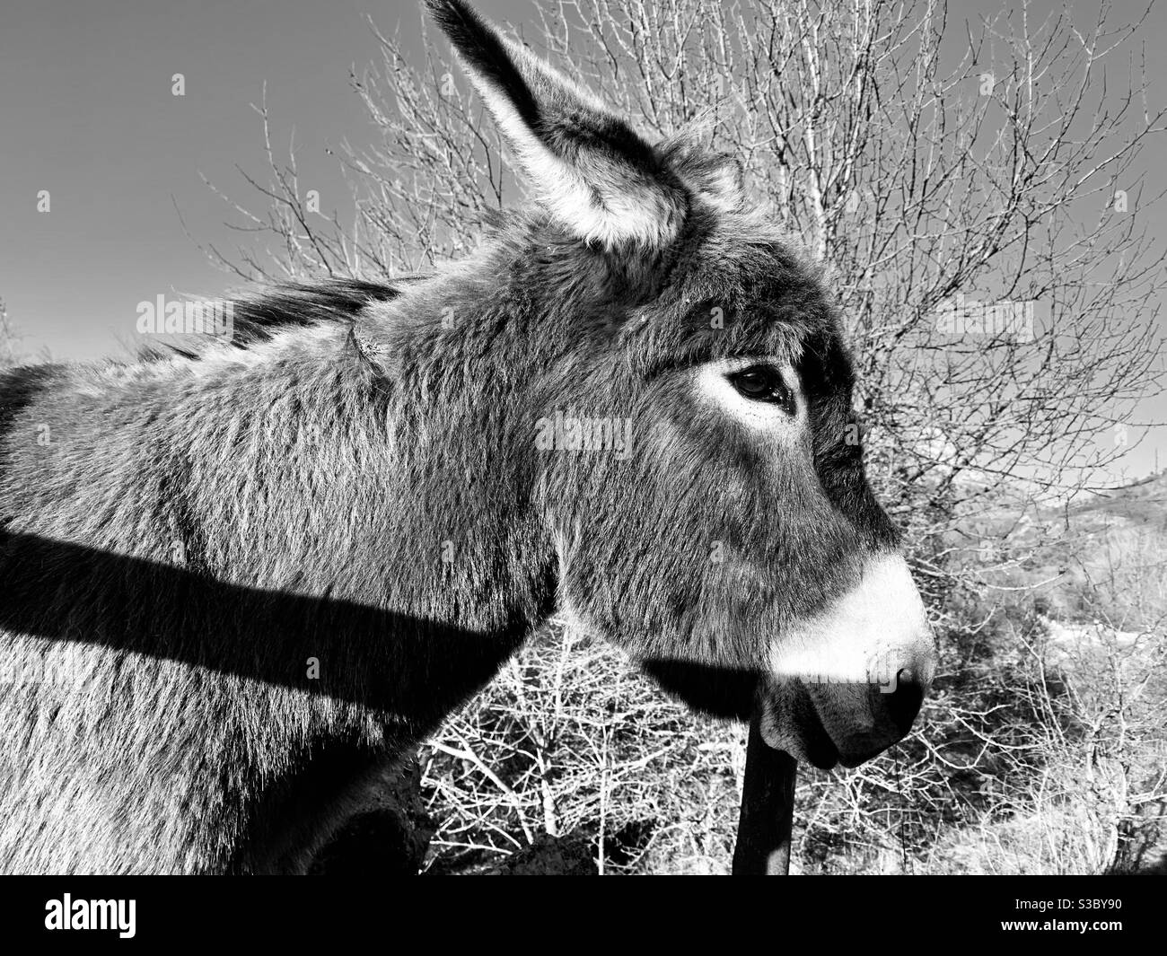 Savage animal hi-res stock photography and images - Alamy