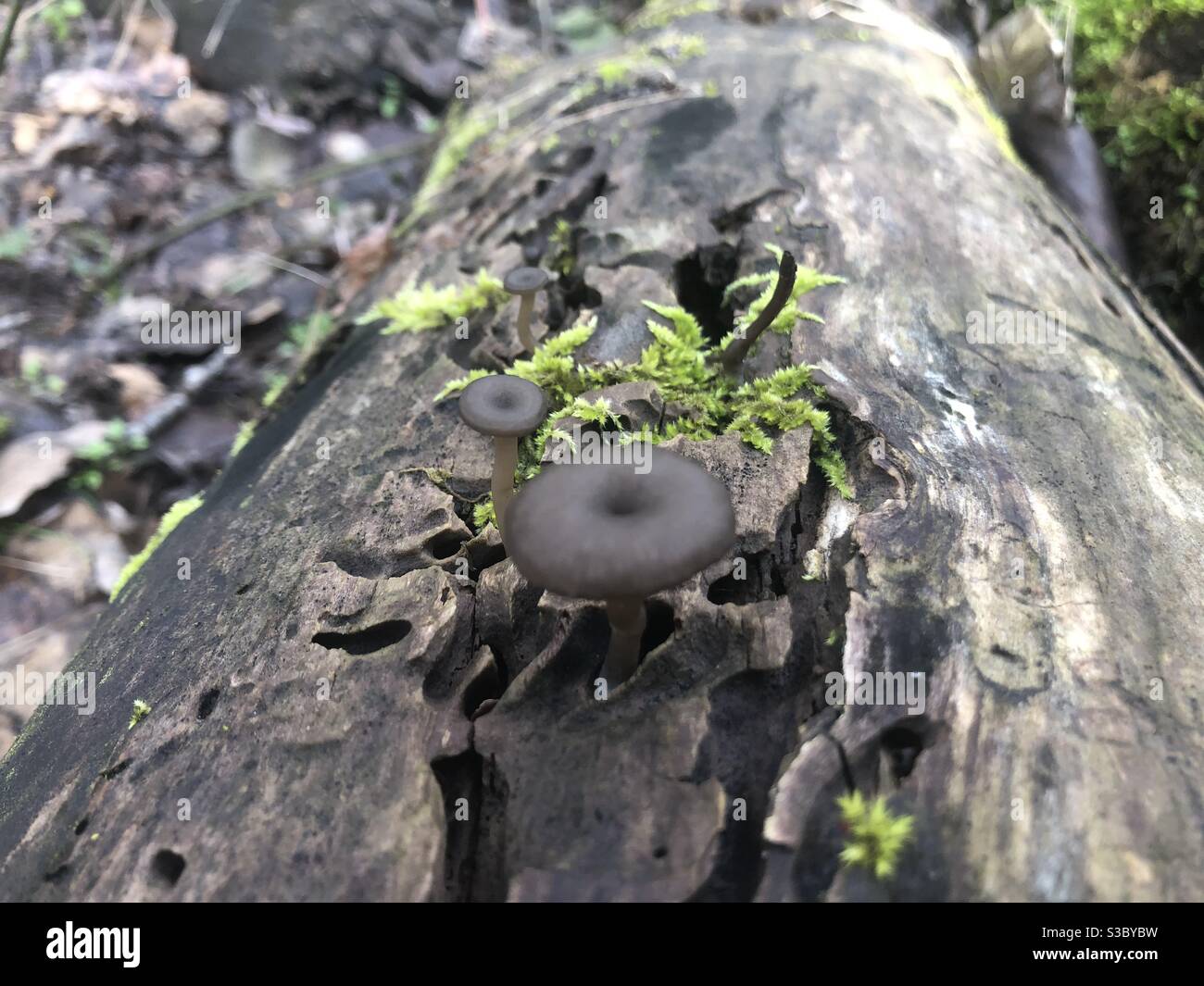 Bashful beautiful hi-res stock photography and images - Alamy