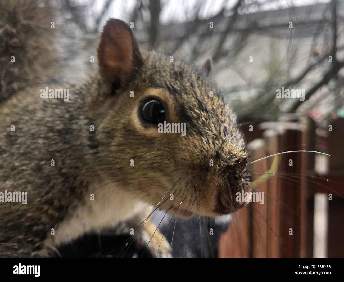 Graysen hi-res stock photography and images - Alamy